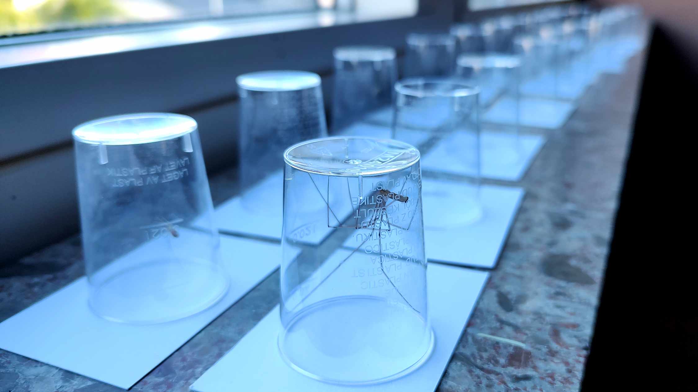 Edderkopper og frygt – Jes Roger Petersen