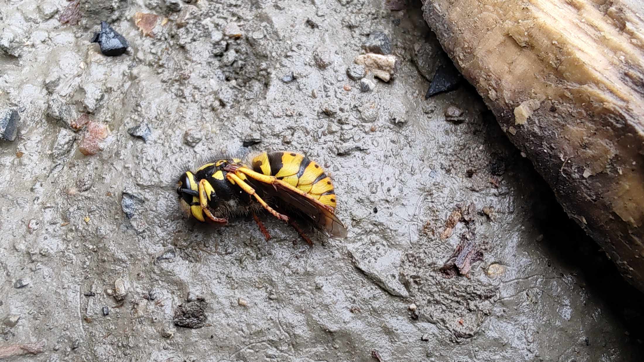 Døende hveps – Jes Roger Petersen